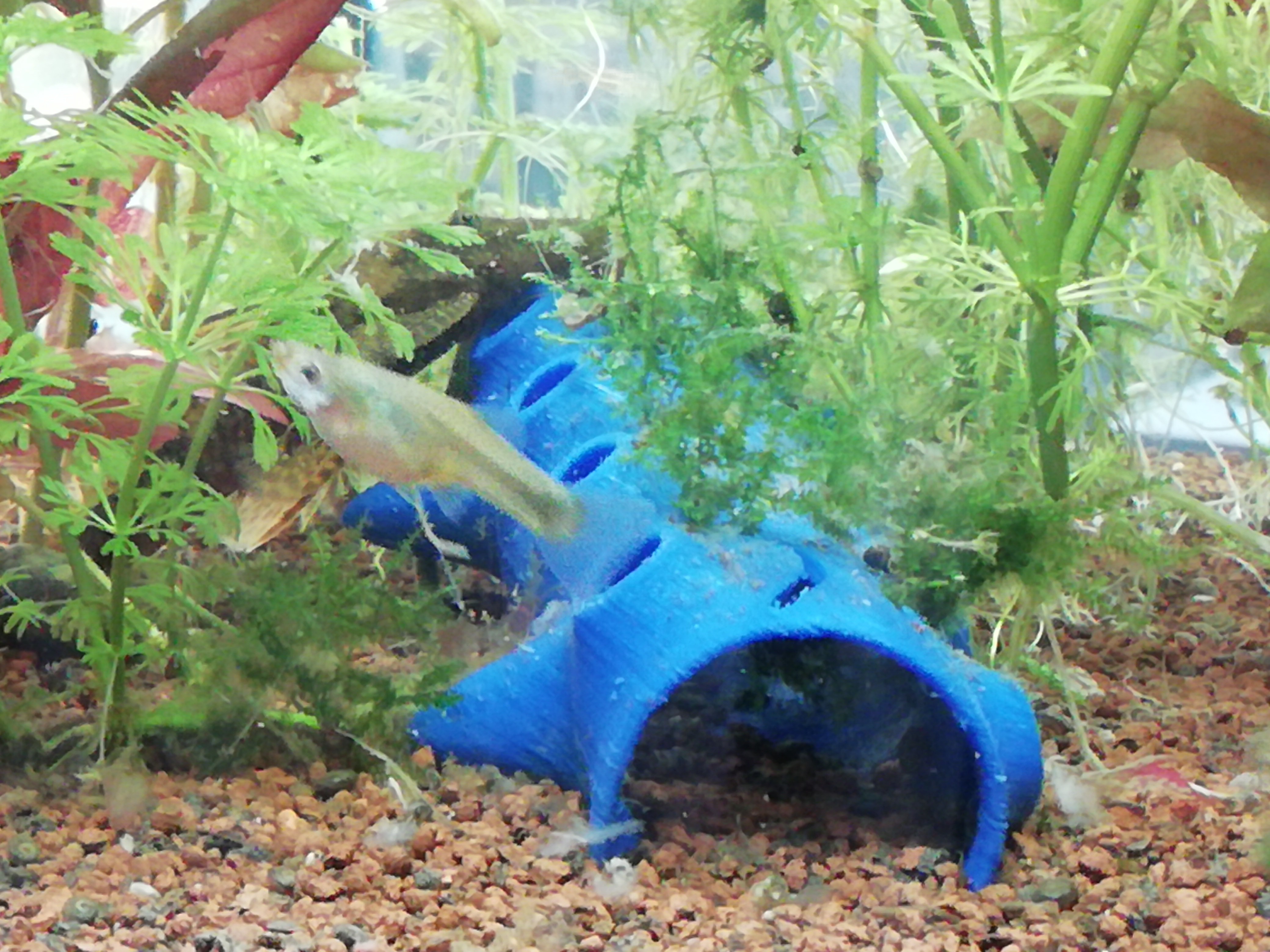 STL file Aquarium shrimp shelter tube format 🦐 ・3D printing template to ...